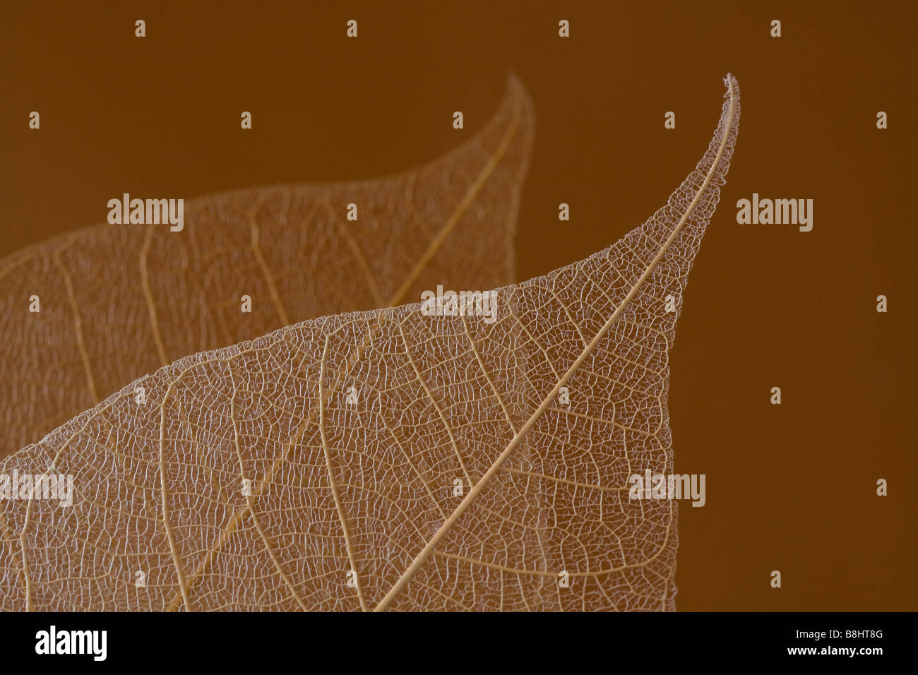 Skeleton leaves hi-res stock photography and images - Alamy