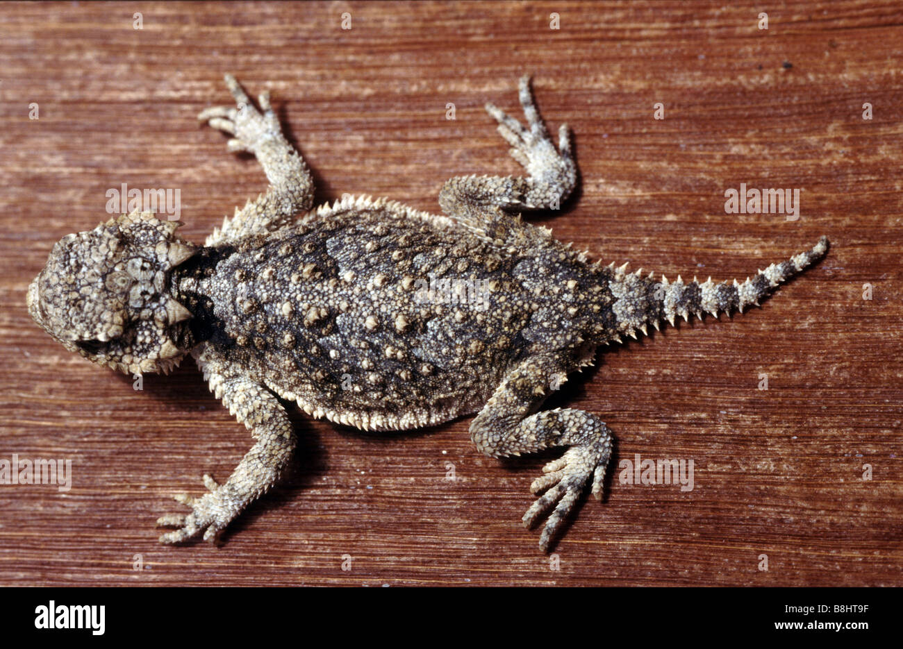 Desert Horned Lizard Drawing