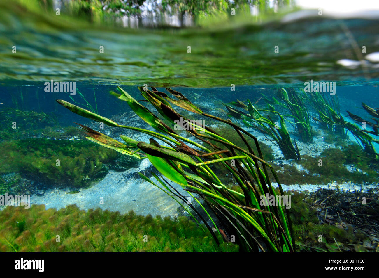 Underwater river forest hi-res stock photography and images - Alamy