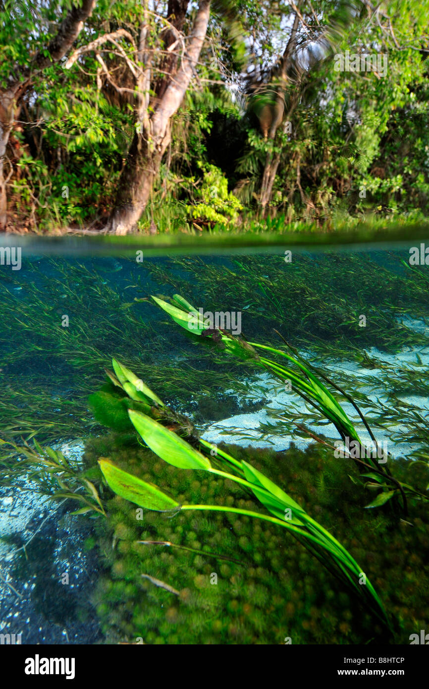 Split image of the lush vegetation above and bellow water, Sucuri river ...