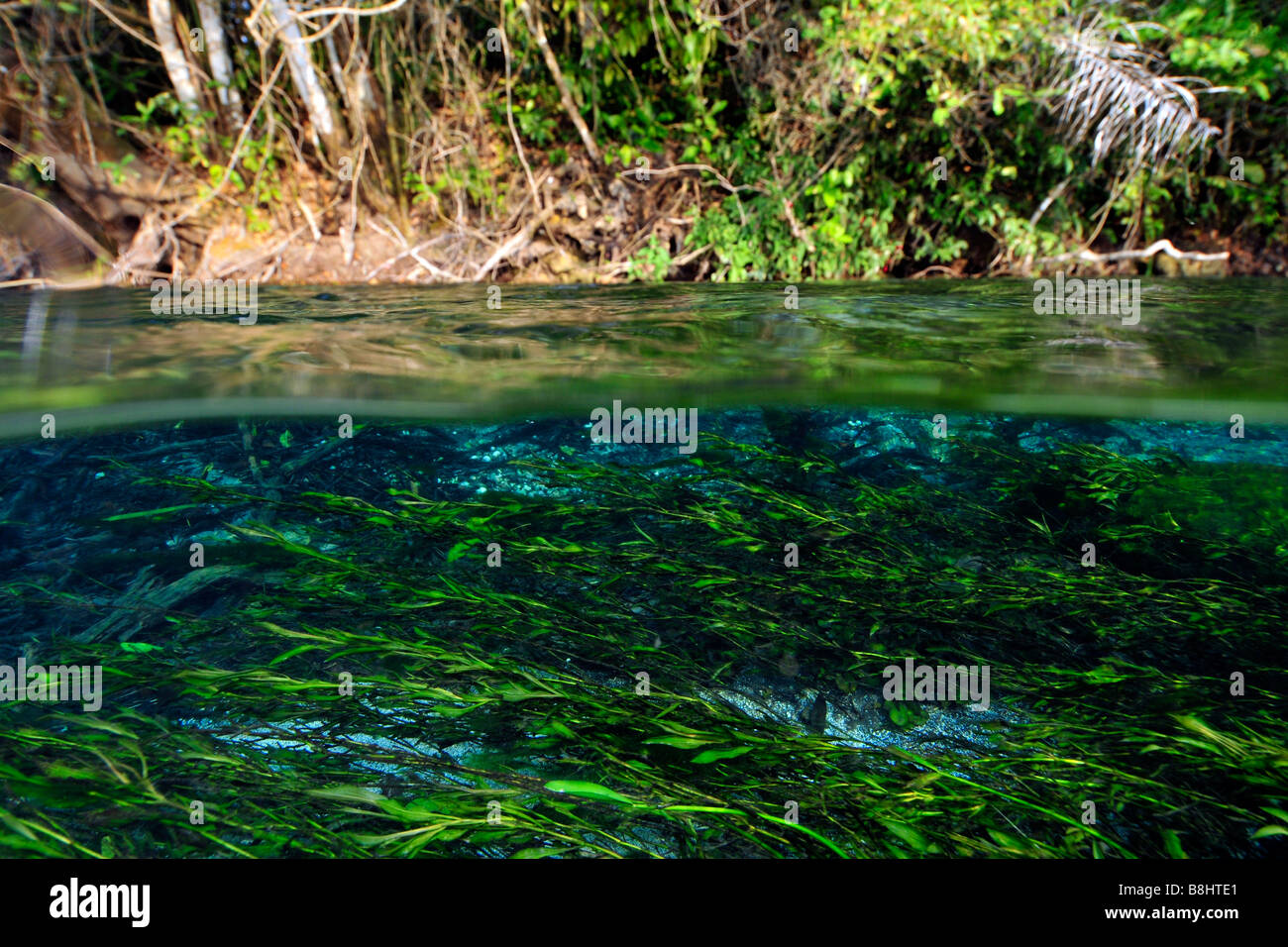 Bellow fish hi-res stock photography and images - Alamy