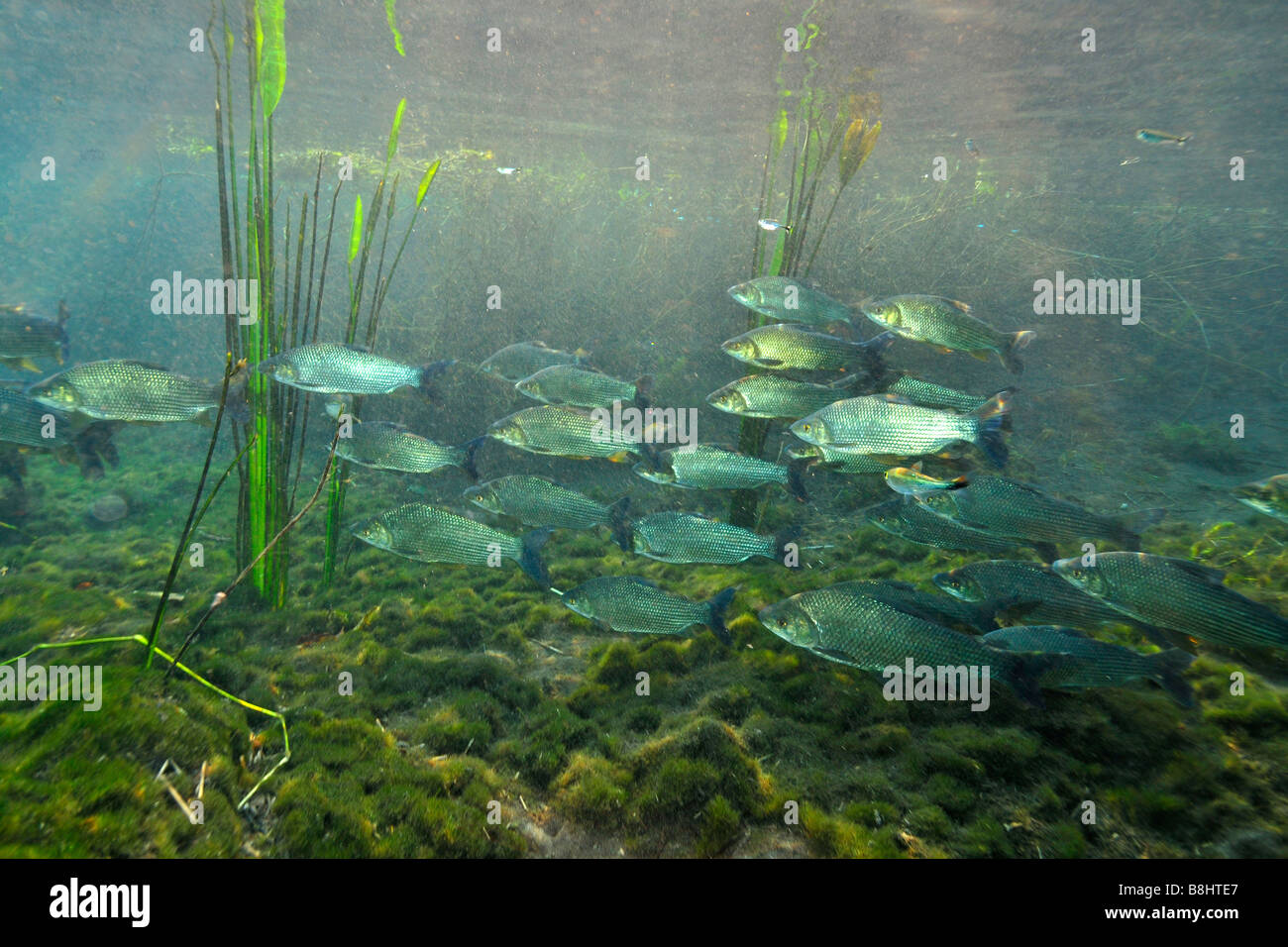 Characins or piraputangas, Brycon hilarii, swim by Underwater ...