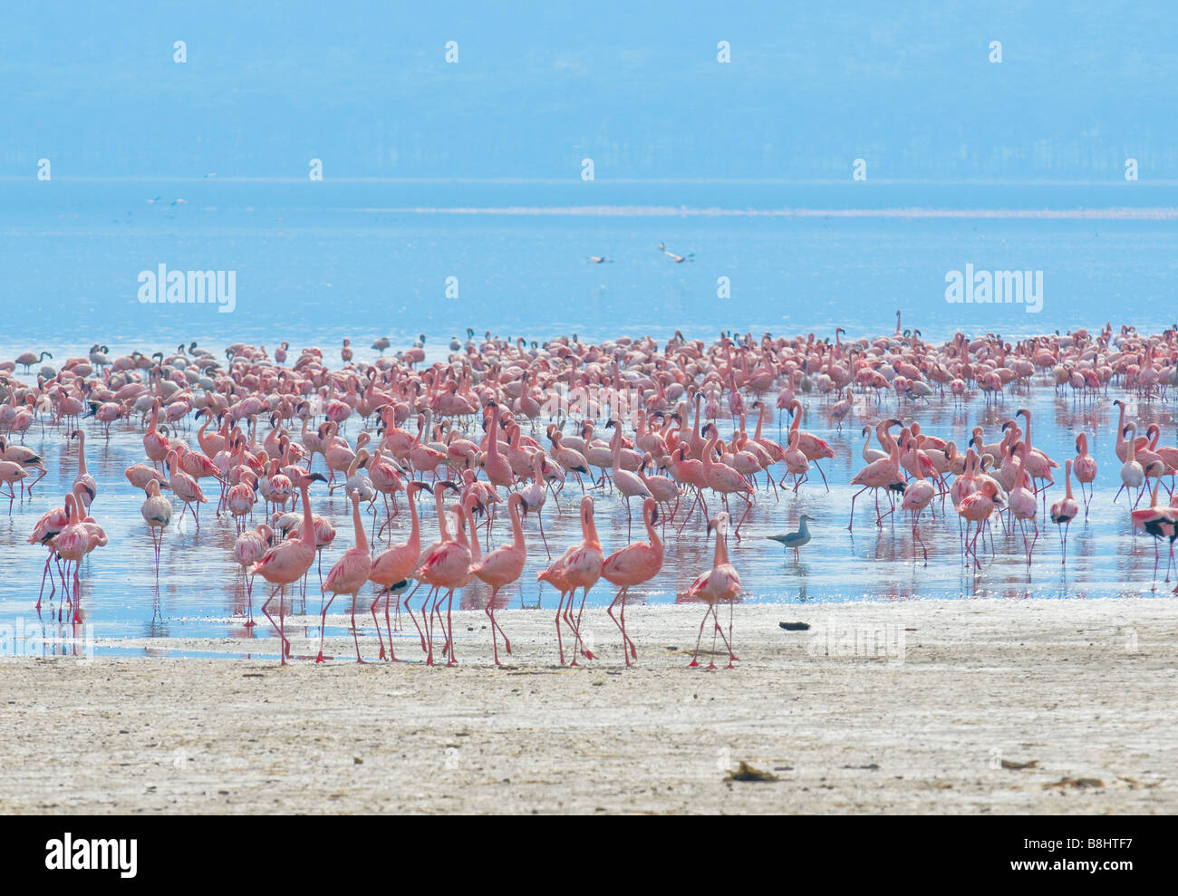 Flamingo lake hi-res stock photography and images - Alamy