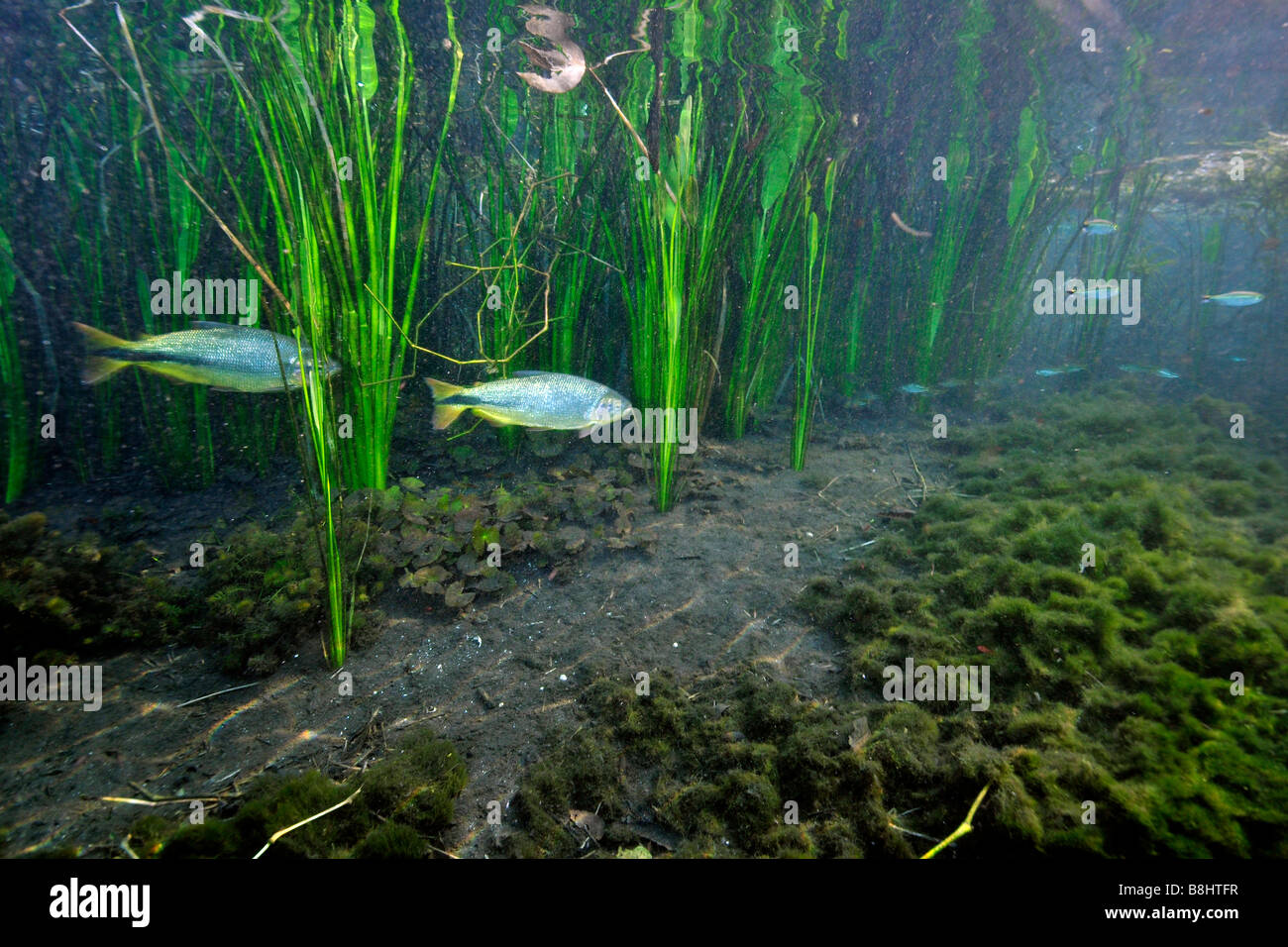 Characins or piraputangas, Brycon hilarii, swim by Underwater ...