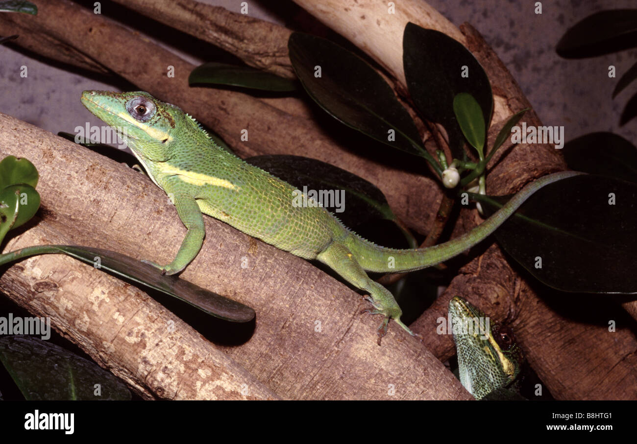Cuban Knight Anole Stock Photos & Cuban Knight Anole Stock Images - Alamy