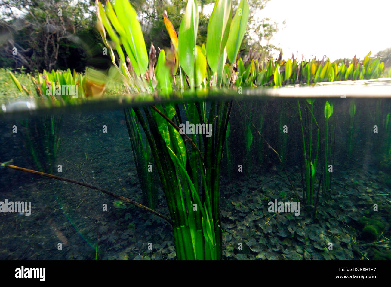 Sucuri river hi-res stock photography and images - Alamy