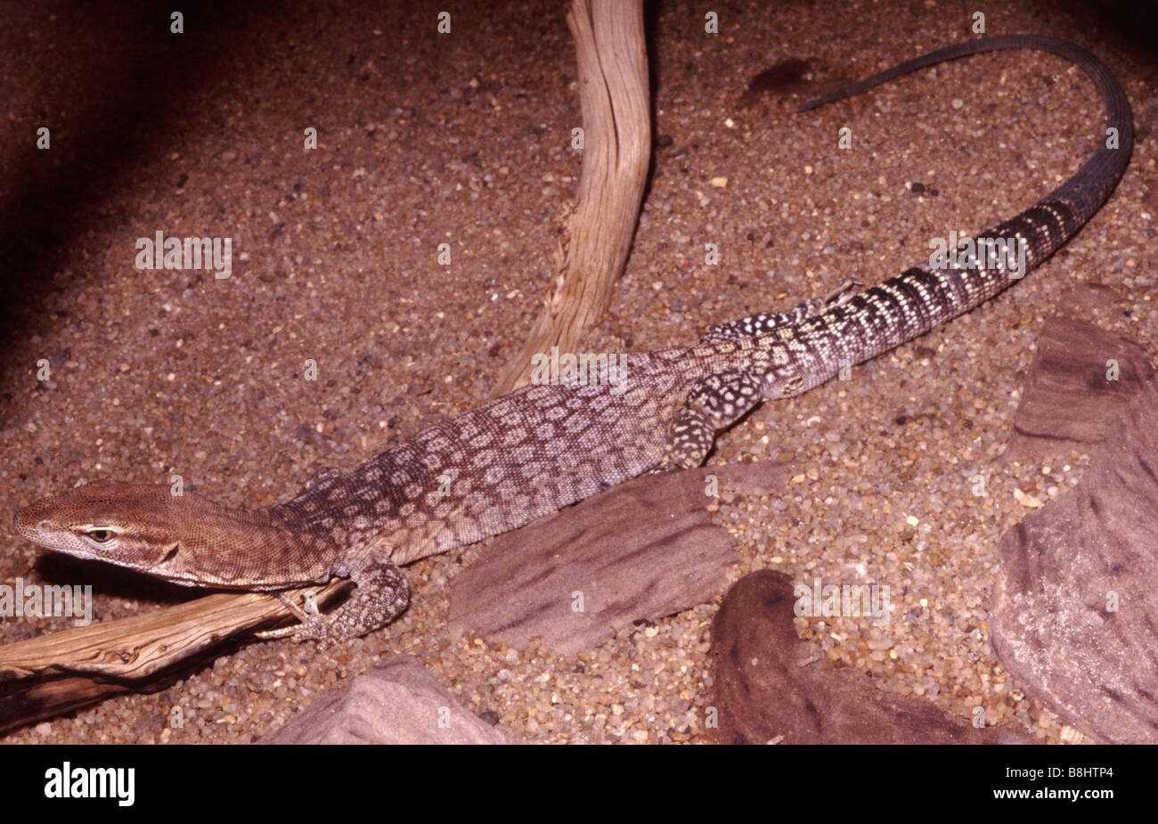 Spiny tailed monitor hi-res stock photography and images - Alamy