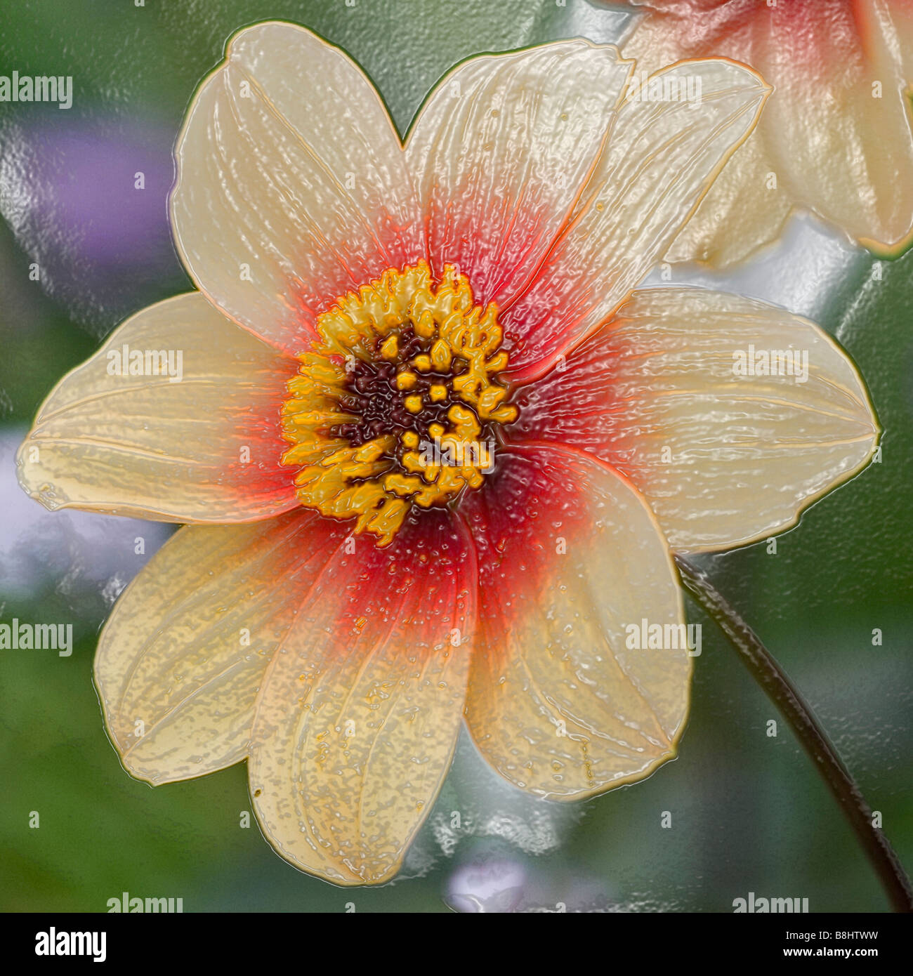 Dahlia moonfire hi-res stock photography and images - Alamy