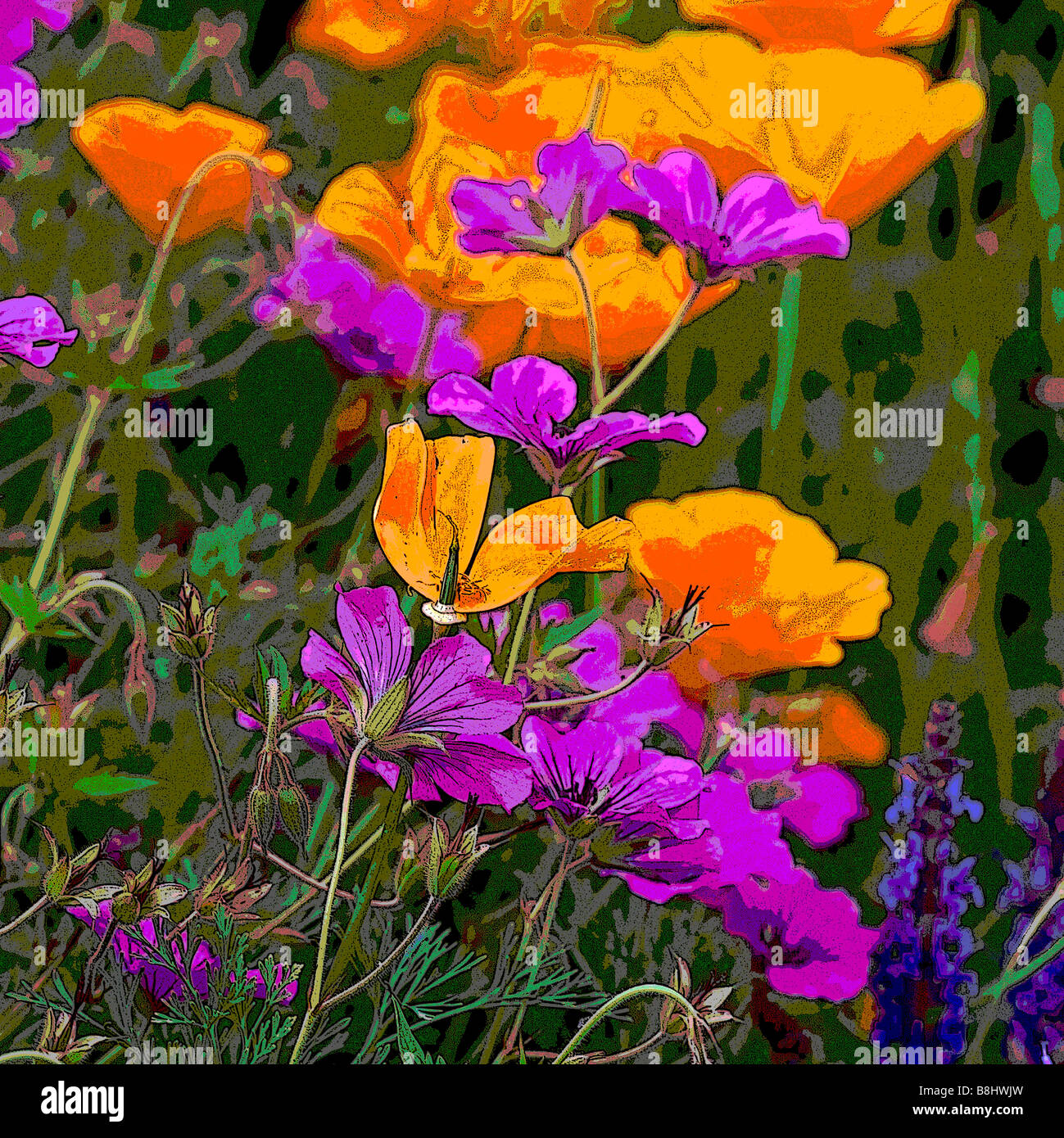 MIXED BORDER WITH ESCHSCHOLZIA CALIFORNICA AND GERANIUM MANIPULATED ...
