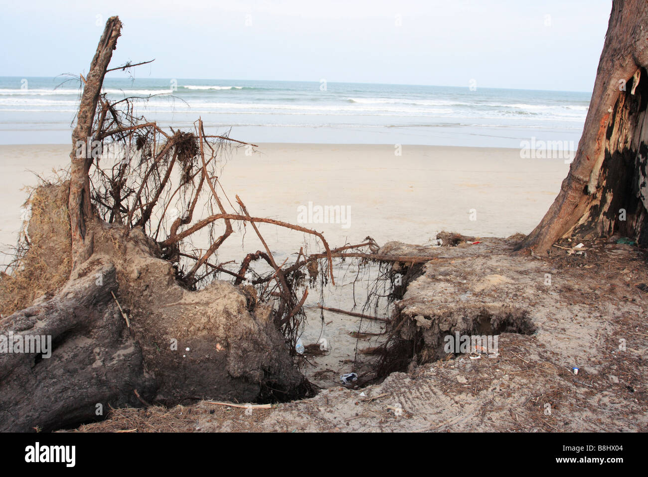 Fallen tree due to coastal erosion in Terengganu, Malaysia Stock Photo ...