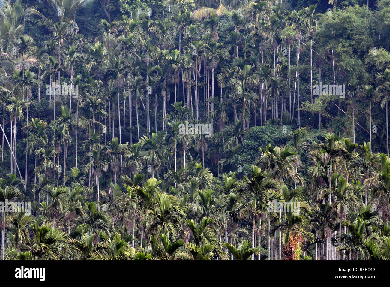 Betel nut trees hi-res stock photography and images - Alamy