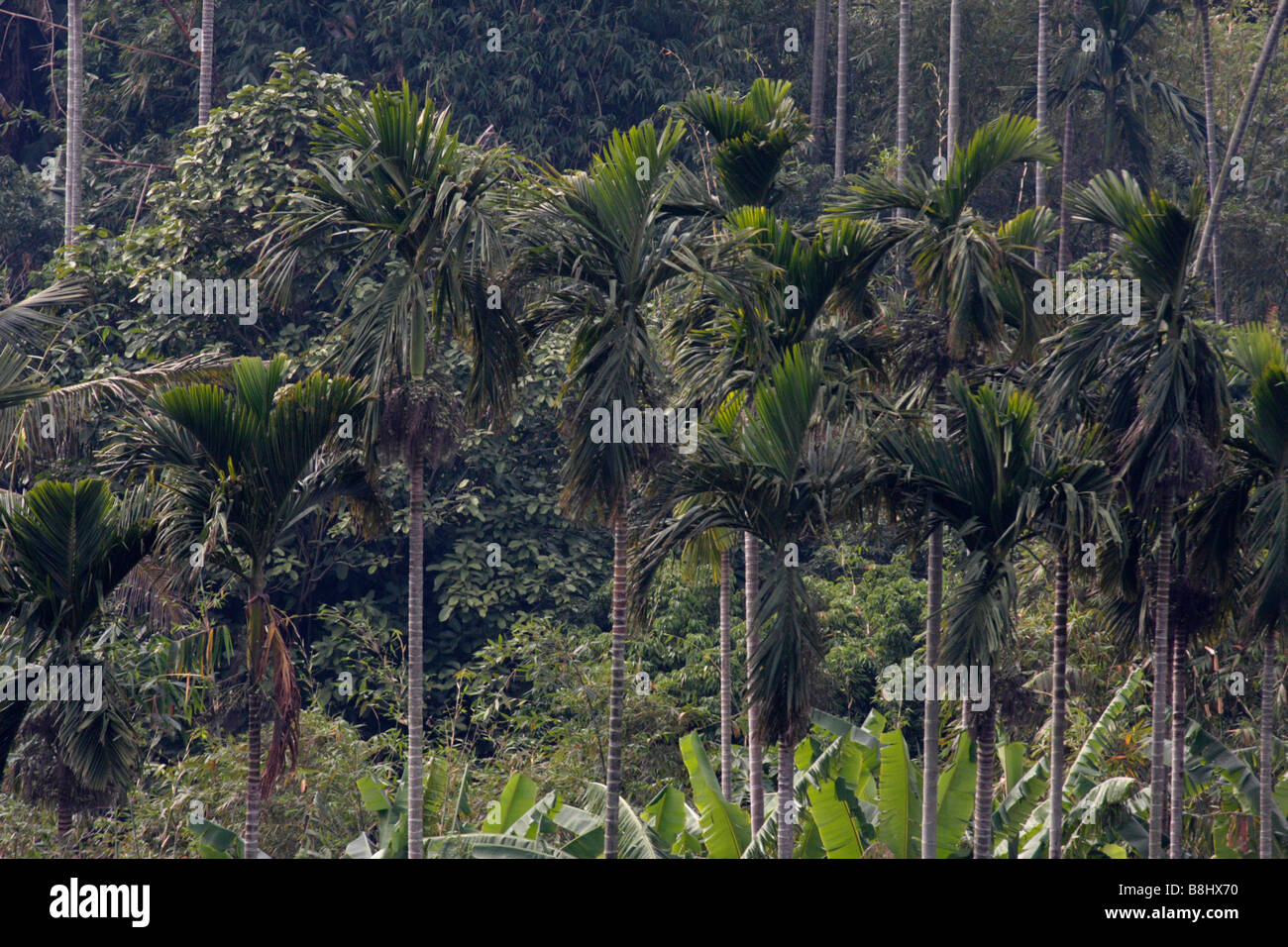 Betel nut trees hi-res stock photography and images - Alamy