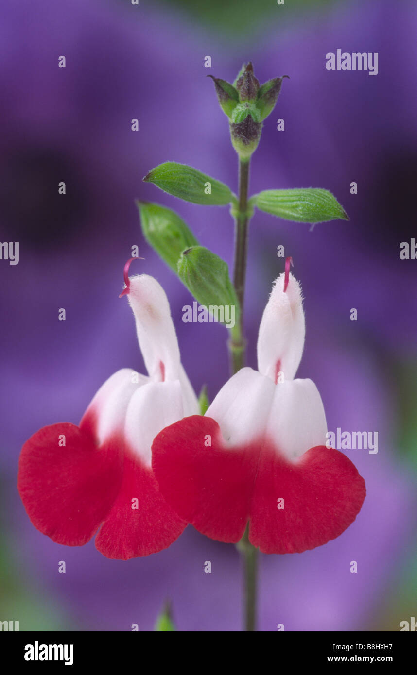 Salvia × jamensis 'Hot Lips' (Sage Stock Photo - Alamy