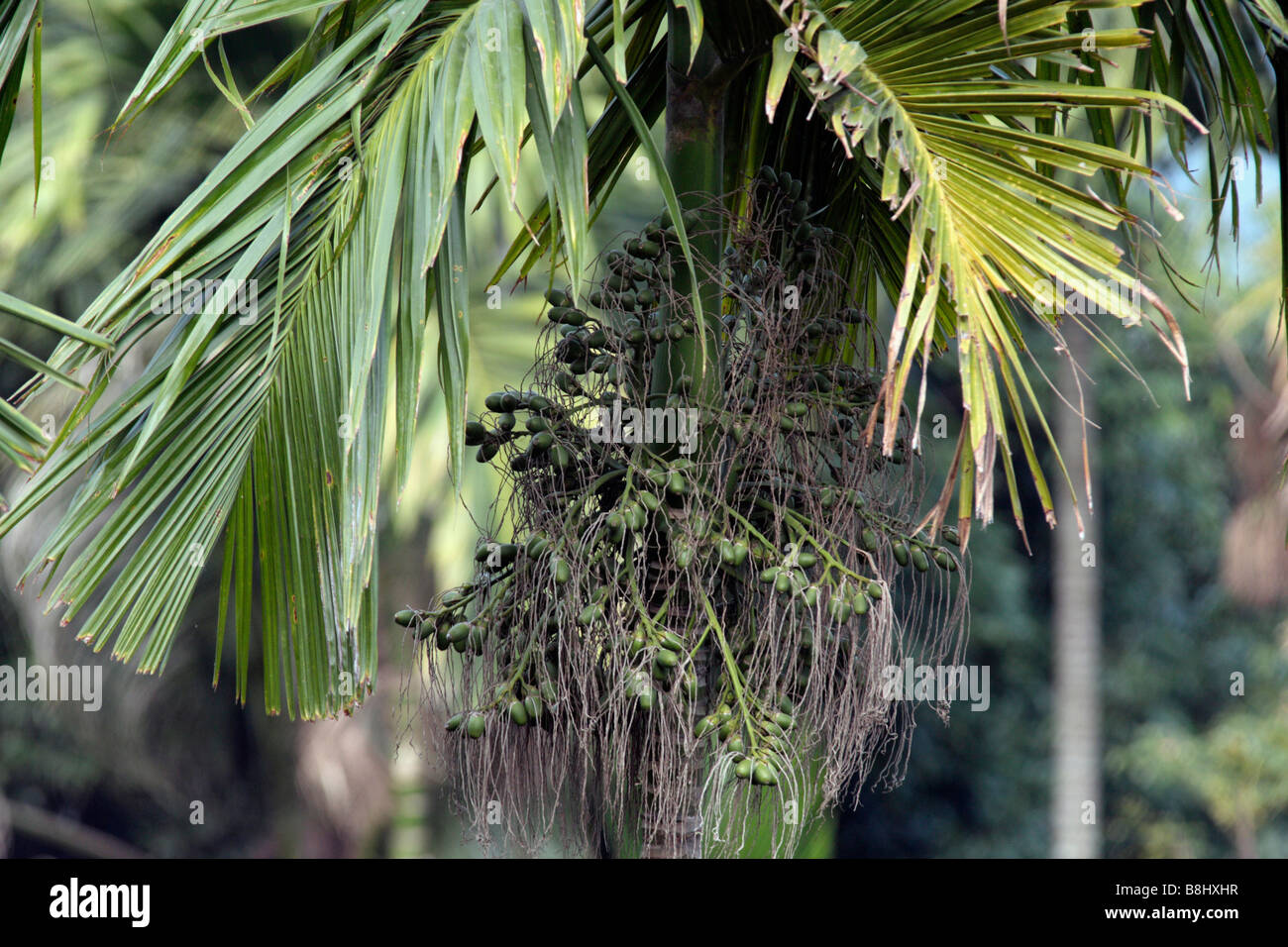 Betel nut tree hi-res stock photography and images - Alamy