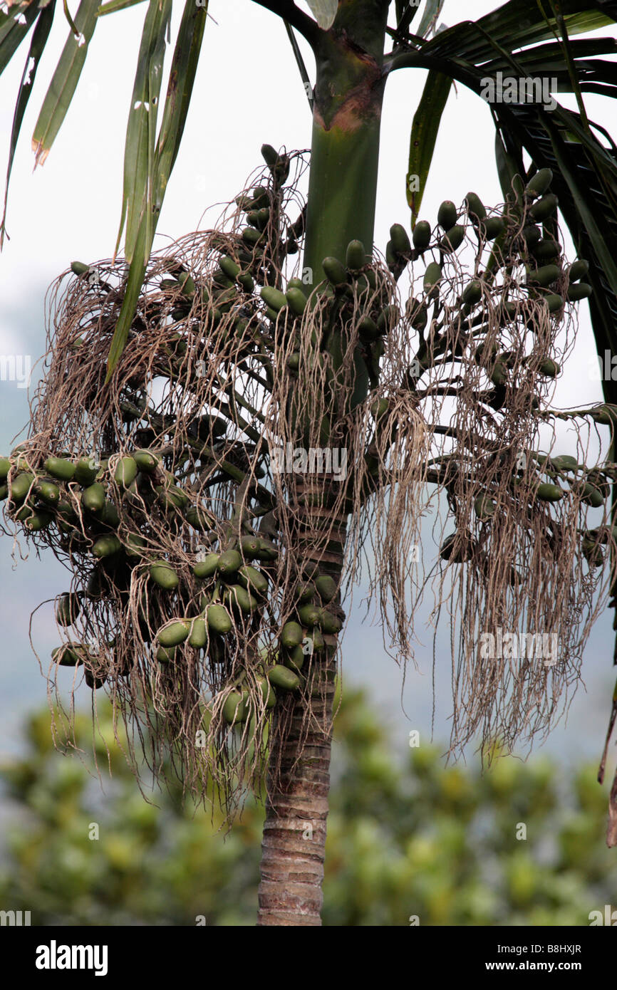 Betel nut tree hi-res stock photography and images - Alamy