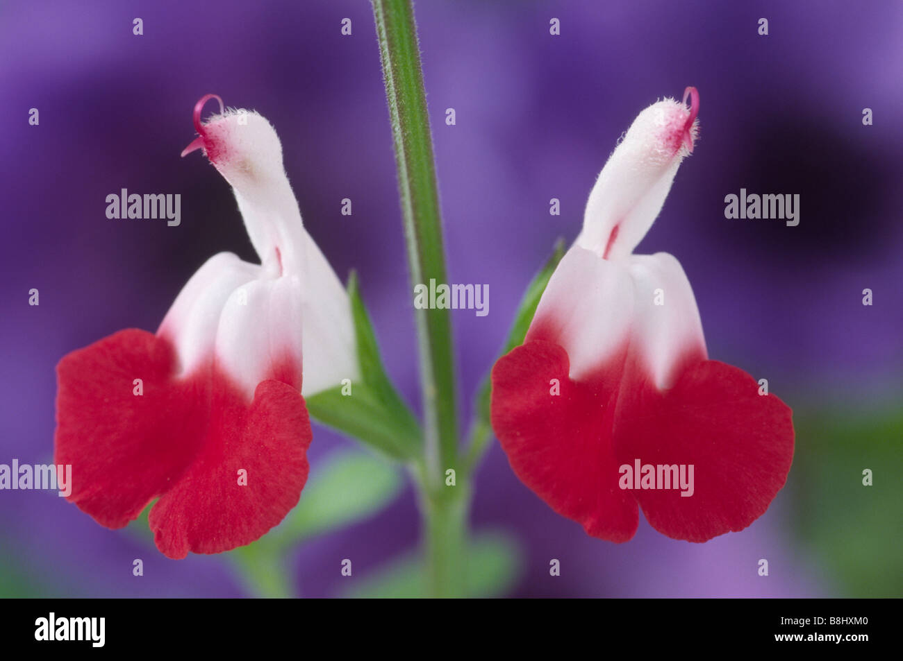 Salvia × jamensis 'Hot Lips' (Sage Stock Photo - Alamy