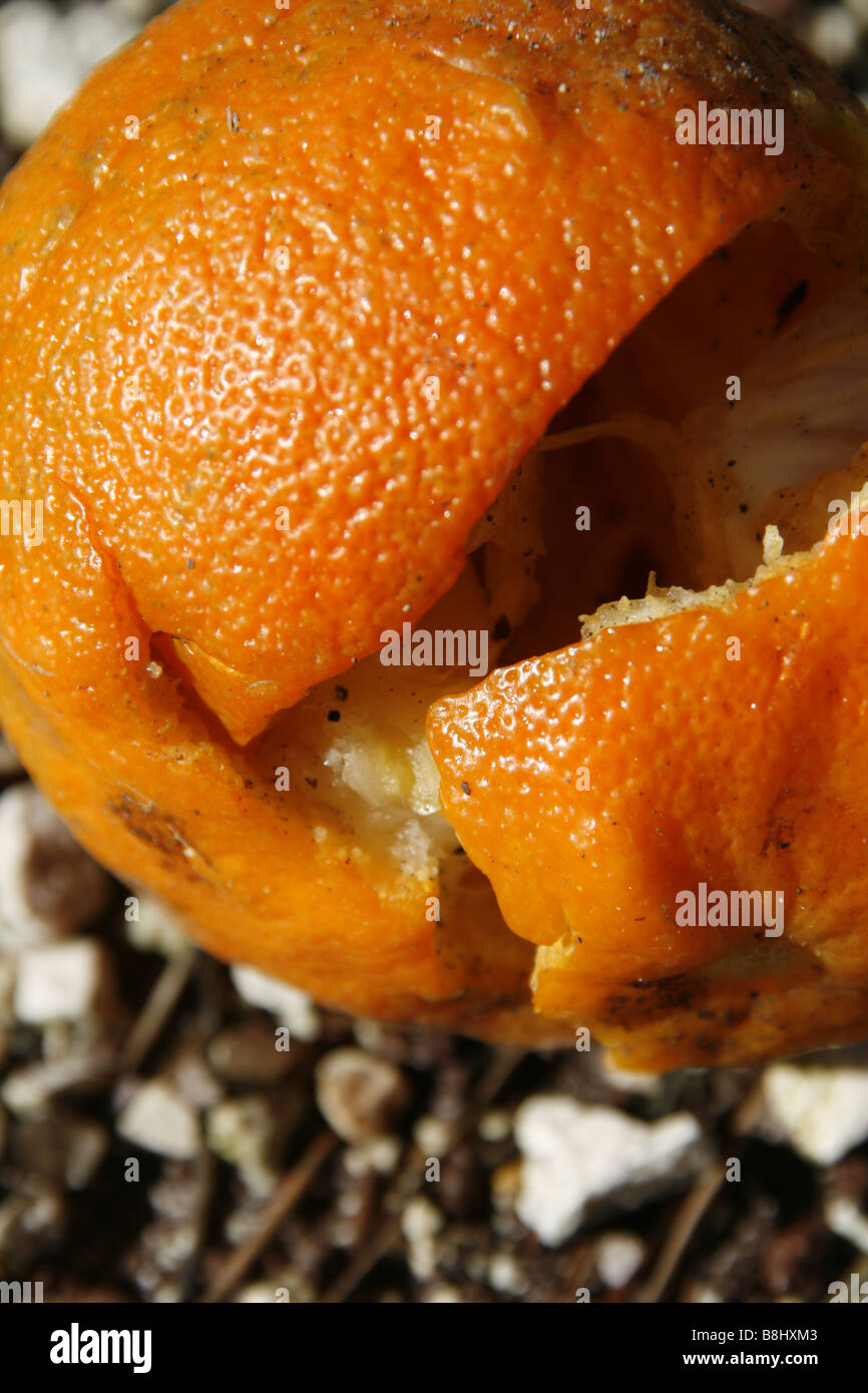 one fallen orange on floor in grove Stock Photo - Alamy