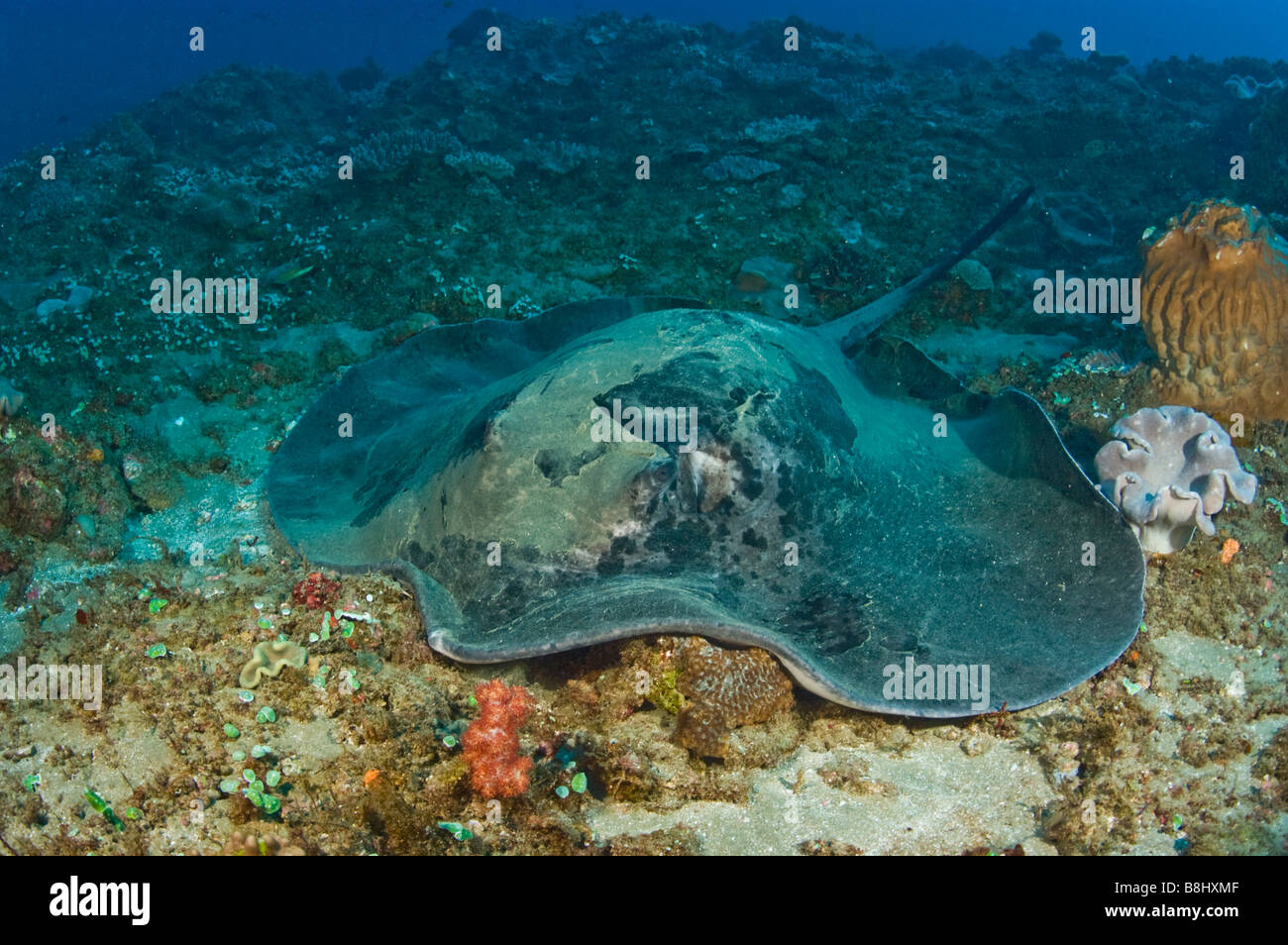 Marbled Ray lies on the reef in Sodwana Bay Stock Photo - Alamy