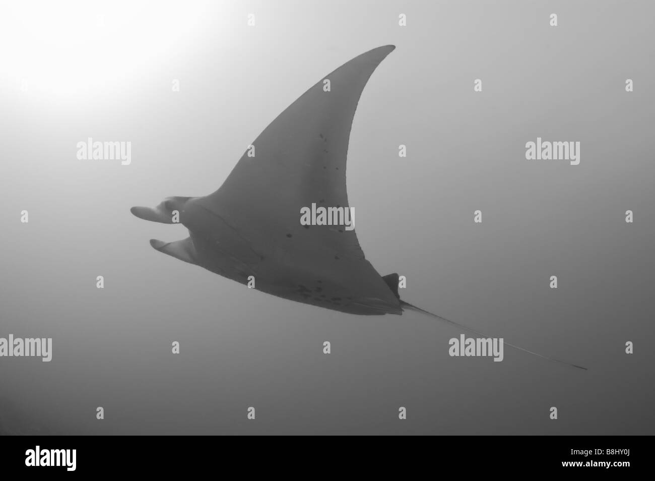 Black manta ray hi-res stock photography and images - Alamy