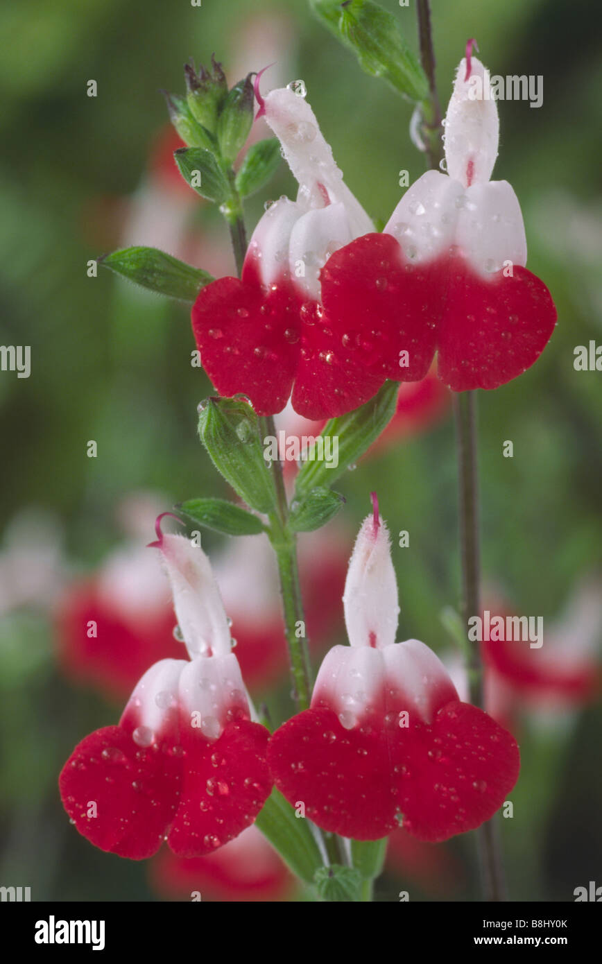 Hot lips salvia hi-res stock photography and images - Alamy
