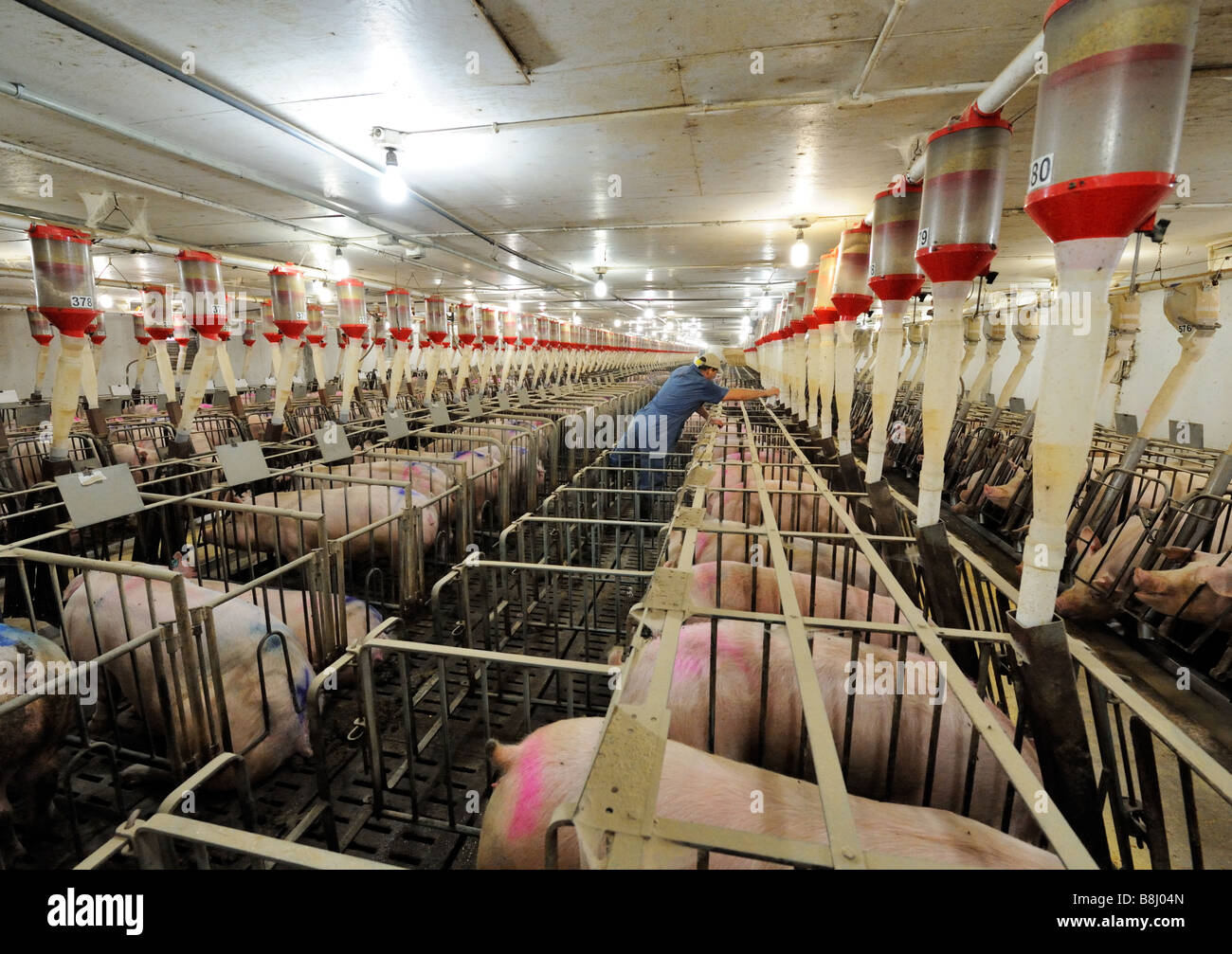 An automatic feeding system at a prosperous hood breeding operation in ...