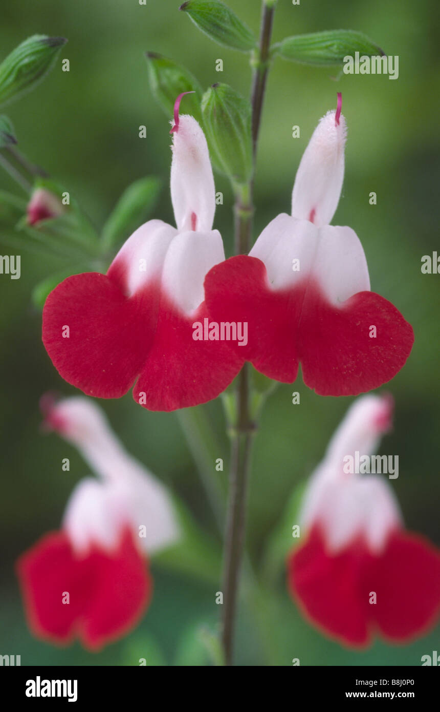 Salvia × jamensis 'Hot Lips' (Sage Stock Photo - Alamy