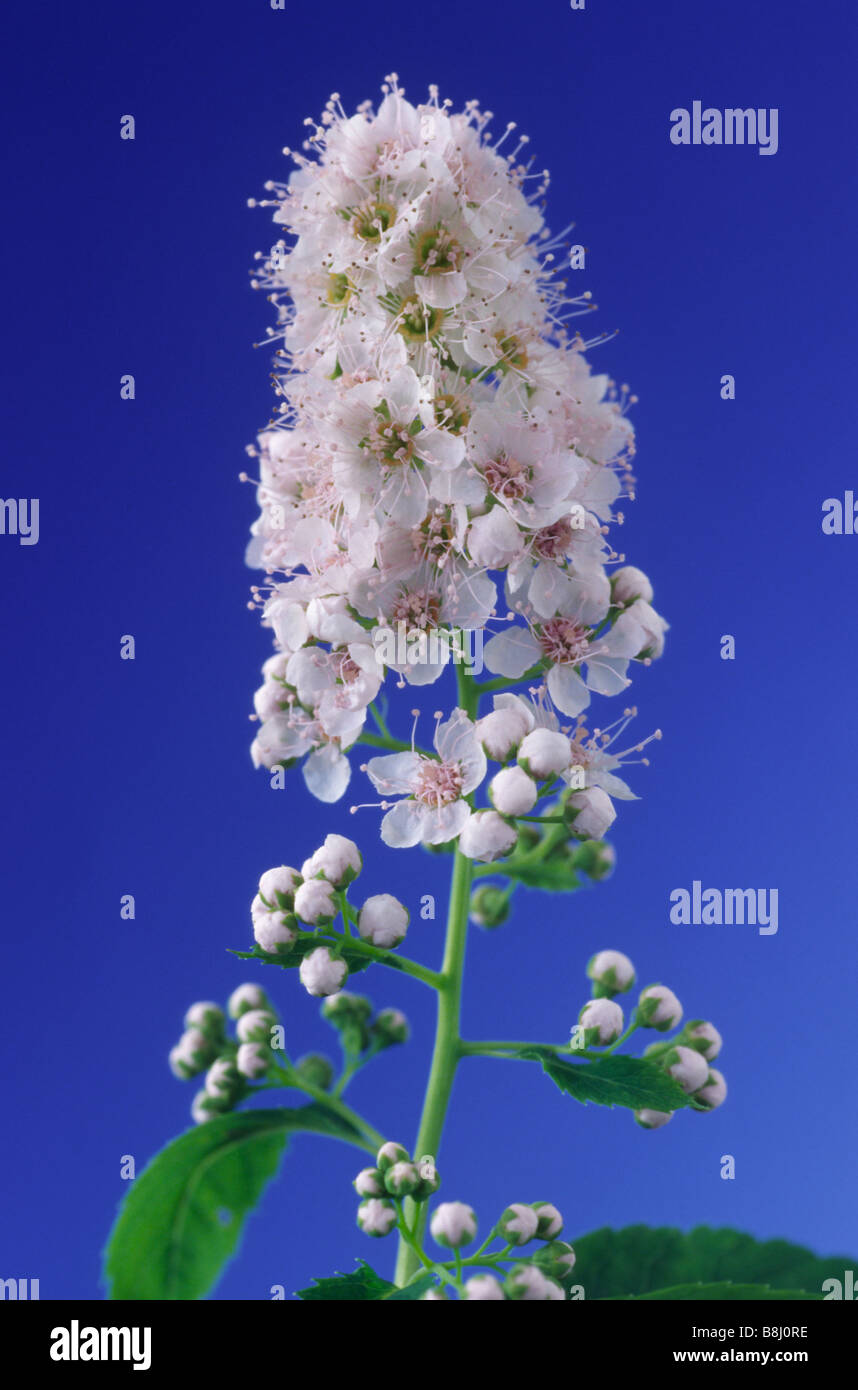 Blue spiraeas hi-res stock photography and images - Alamy