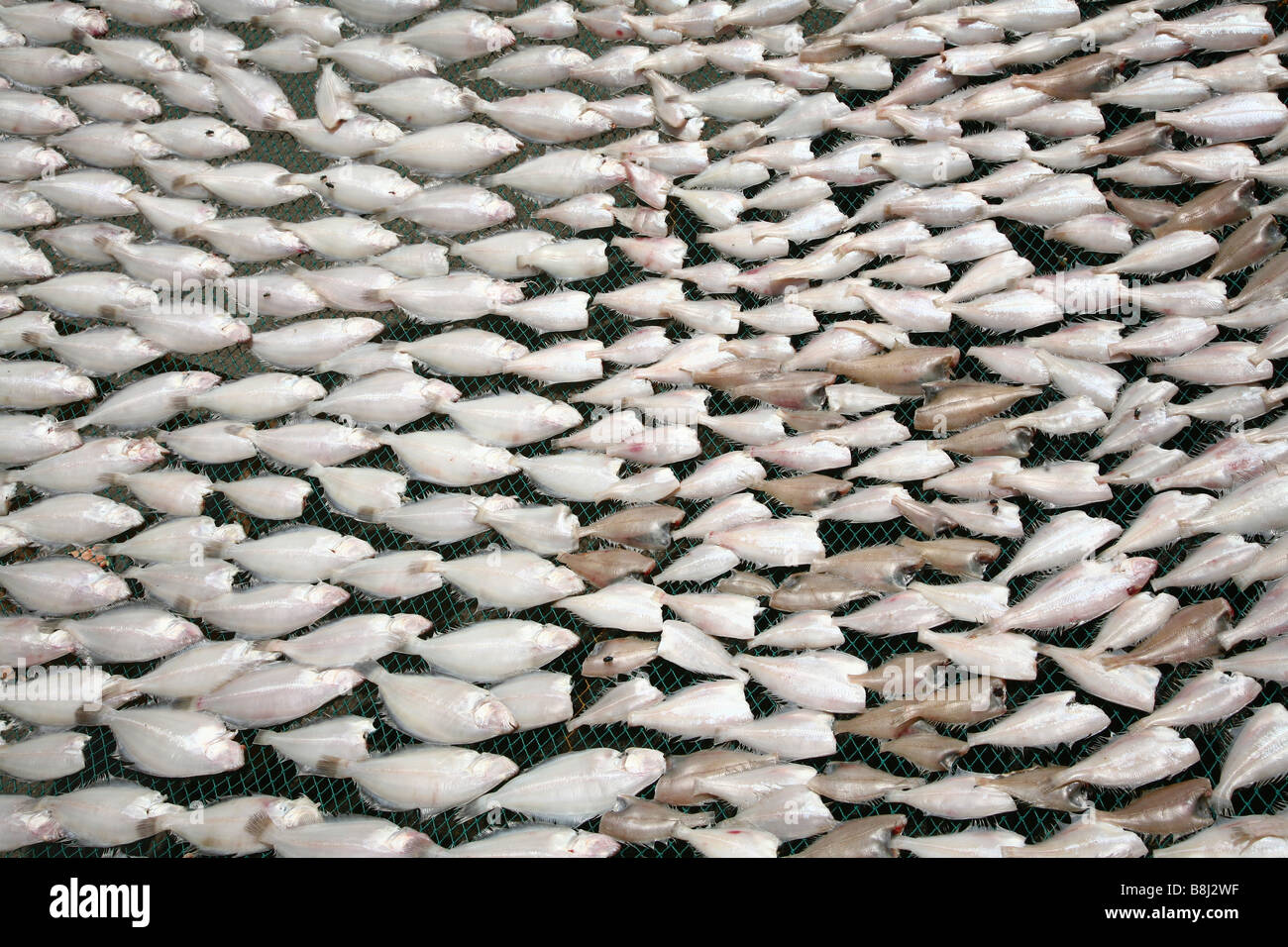 Fish drying in the sun in the harbor of Busan (Pusan) in South Korea ...