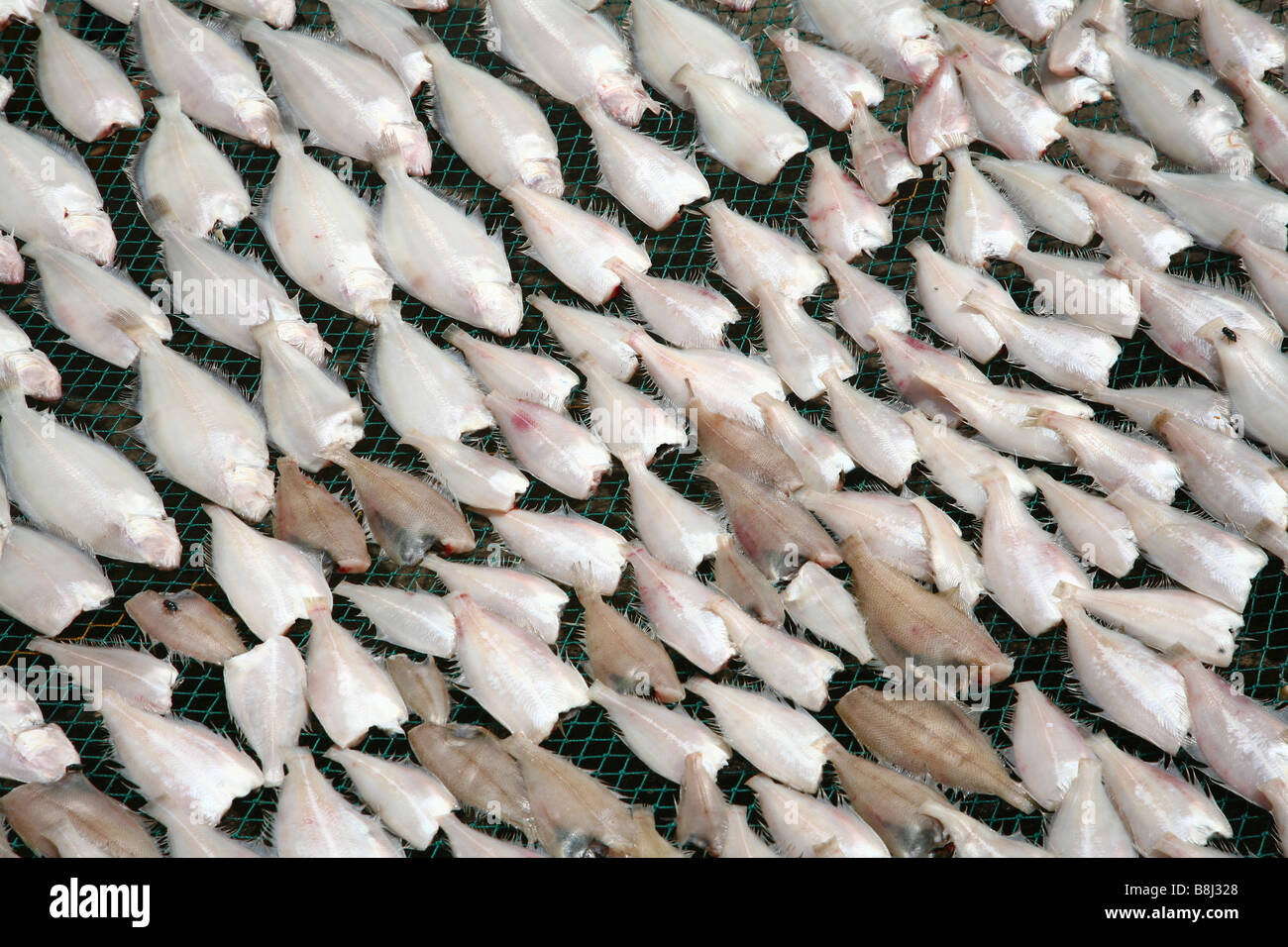 Fish drying in the sun in the harbor of Busan (Pusan) in South Korea ...