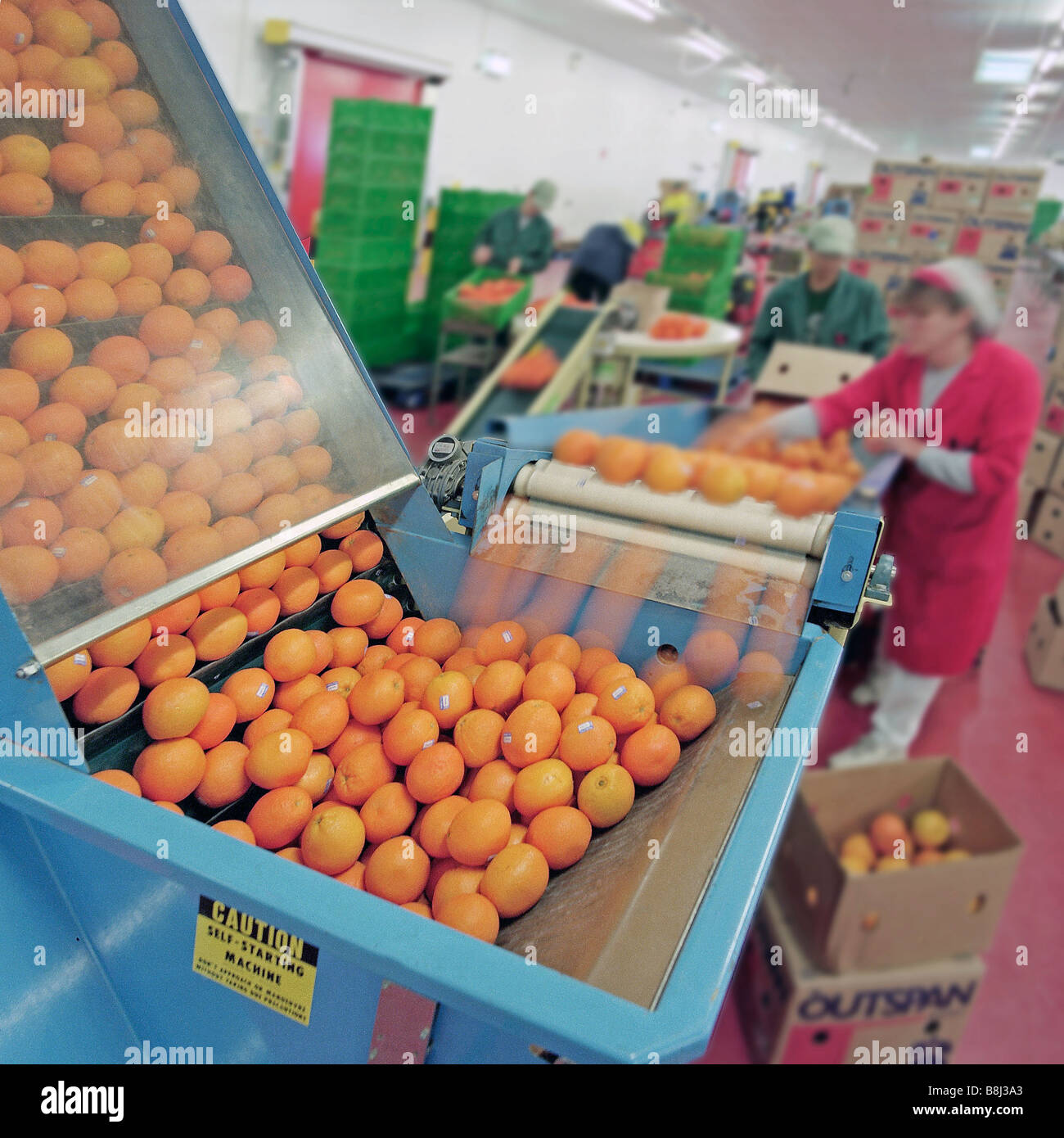 Imported fruit is passed along a production line in a factory to be ...