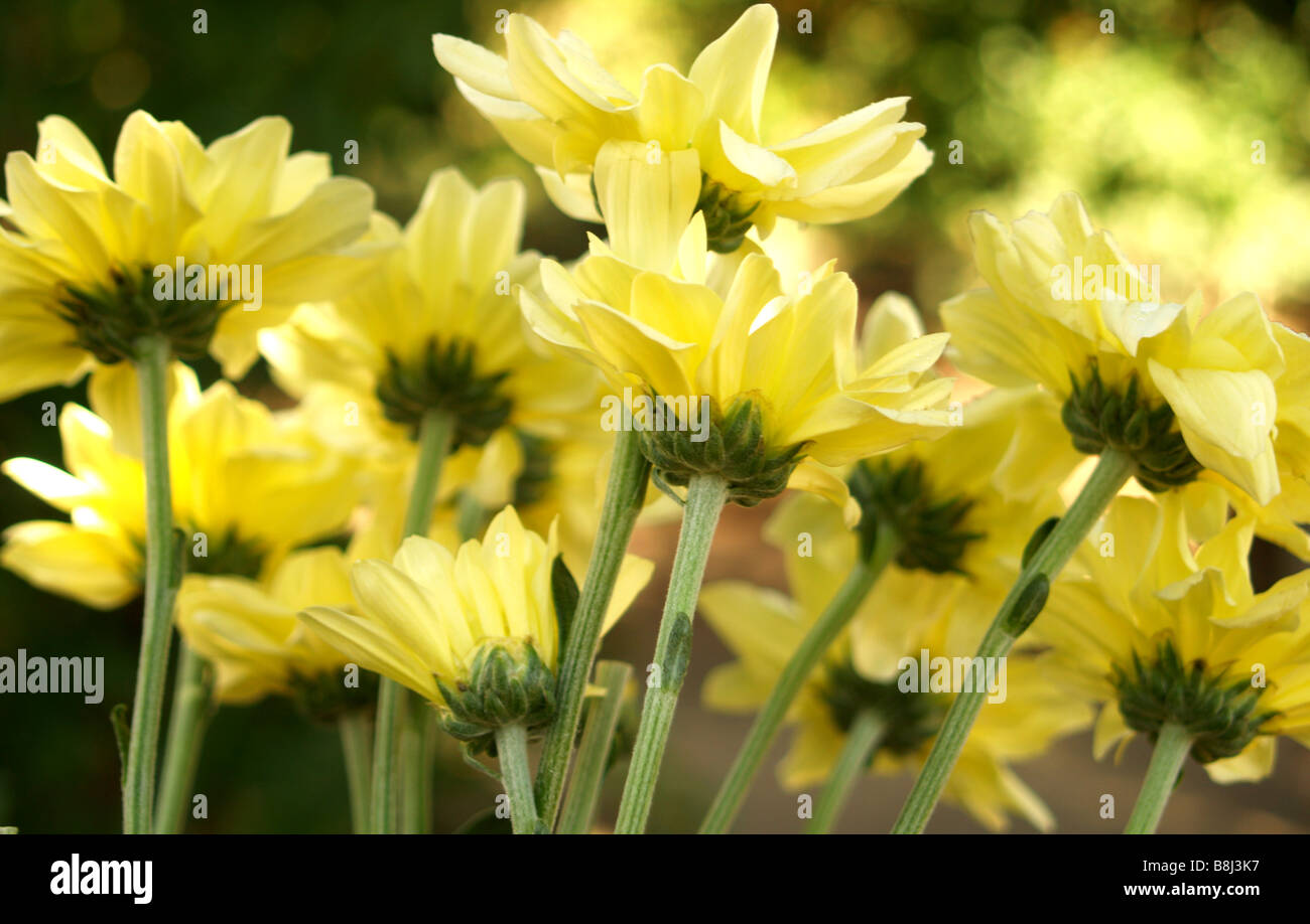 A bunch of soft cream / yellow Chrysanthemum flowers Stock Photo - Alamy
