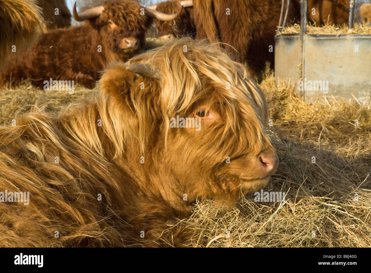 ginger calf eating hay Stock Photo - Alamy