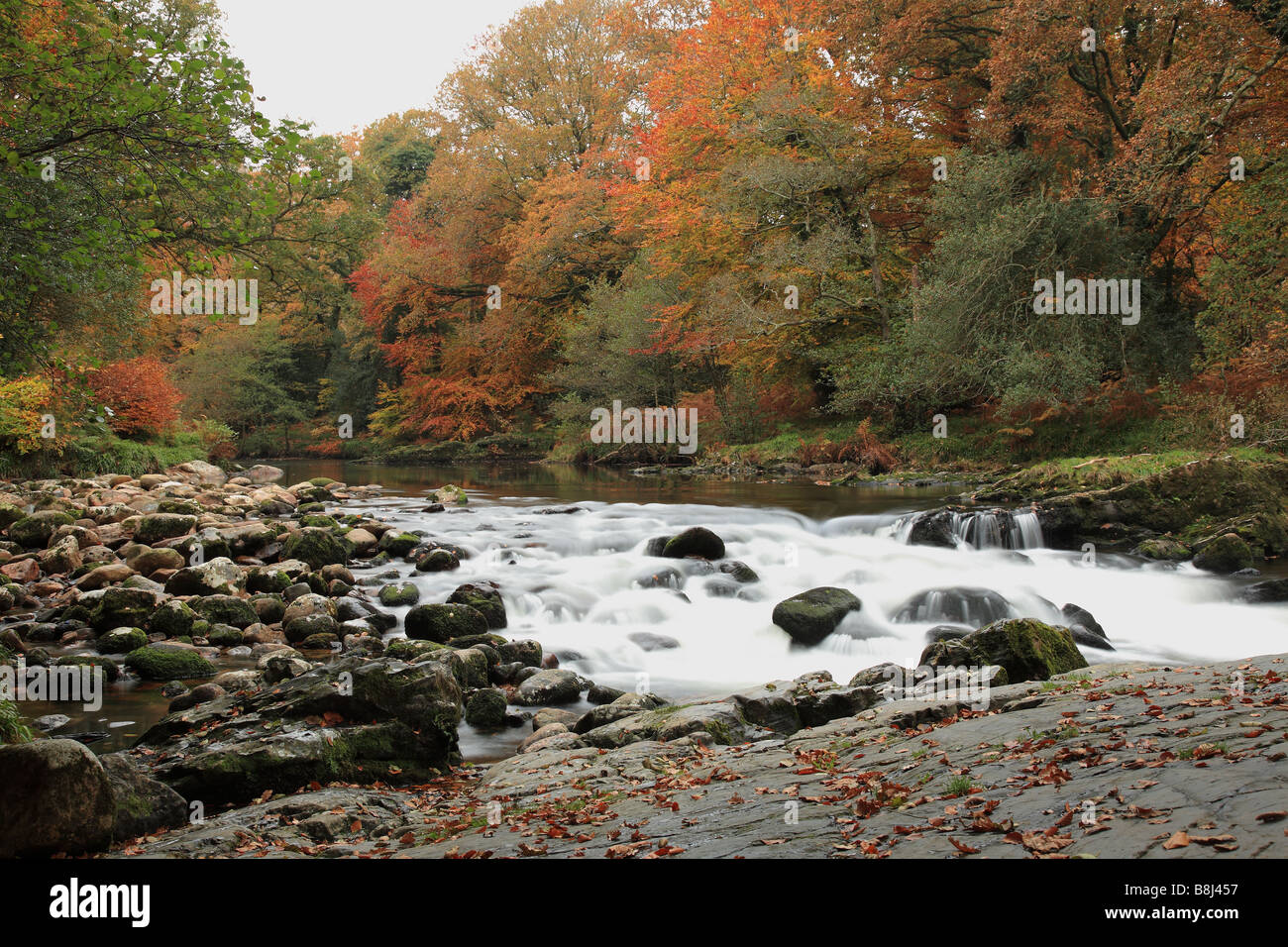 River Dart in Autum near New Bridge/Holne, Dartmoor, Devon, England Stock Photo - Alamy