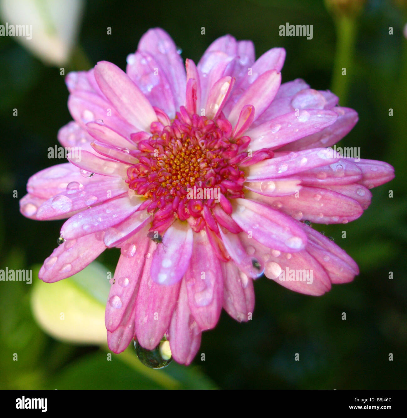 Close up of a pretty pink Daisy type flower Stock Photo - Alamy