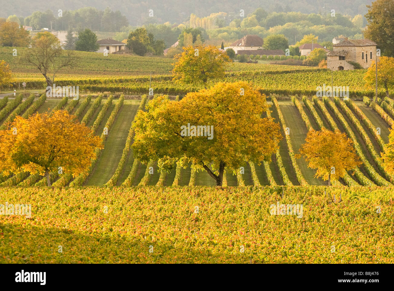A bucolic scene of the French countryside featuring vines, trees and ...