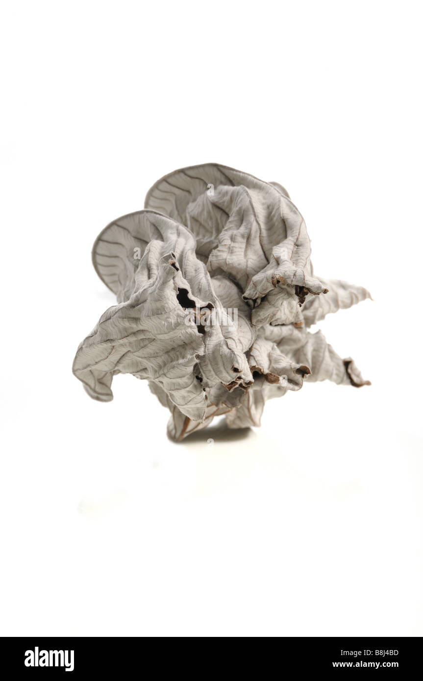 Yagruma hi-res stock photography and images - Alamy