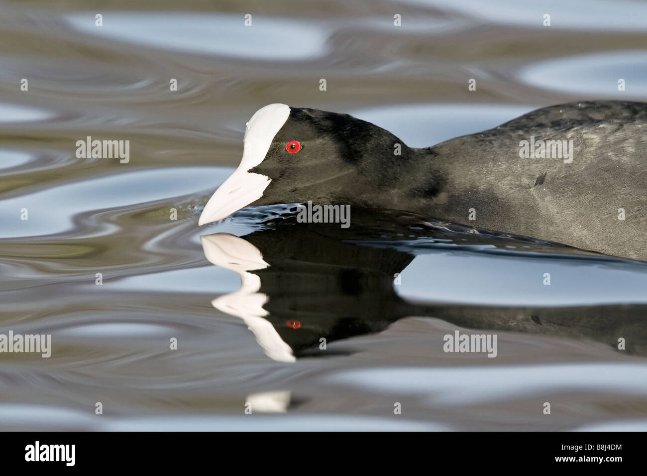 Coot head hi-res stock photography and images - Alamy