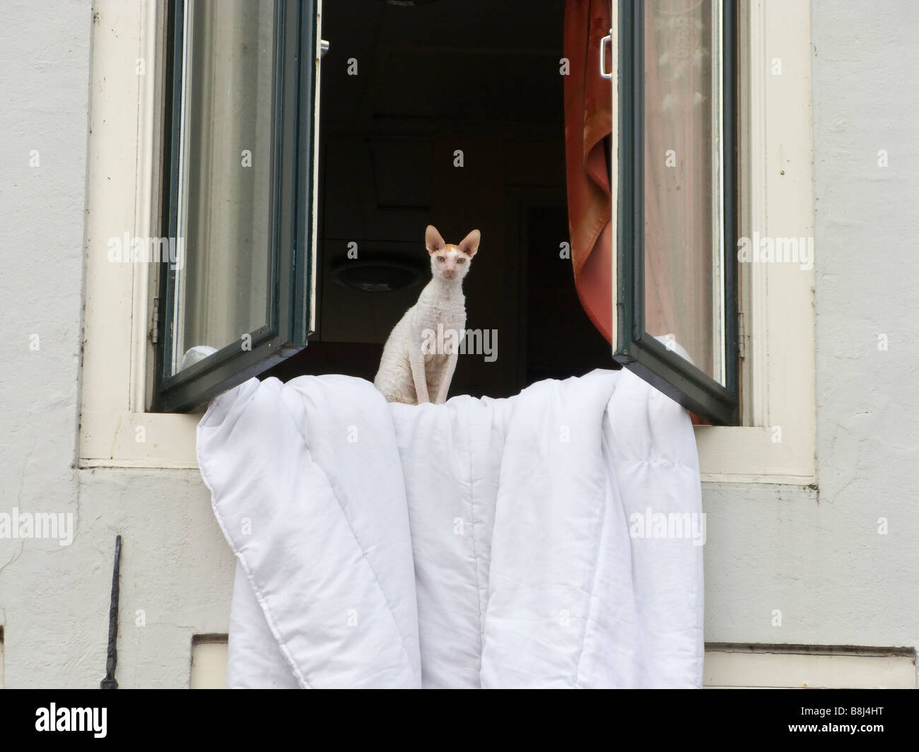 Cat looking in the open window Stock Photo - Alamy