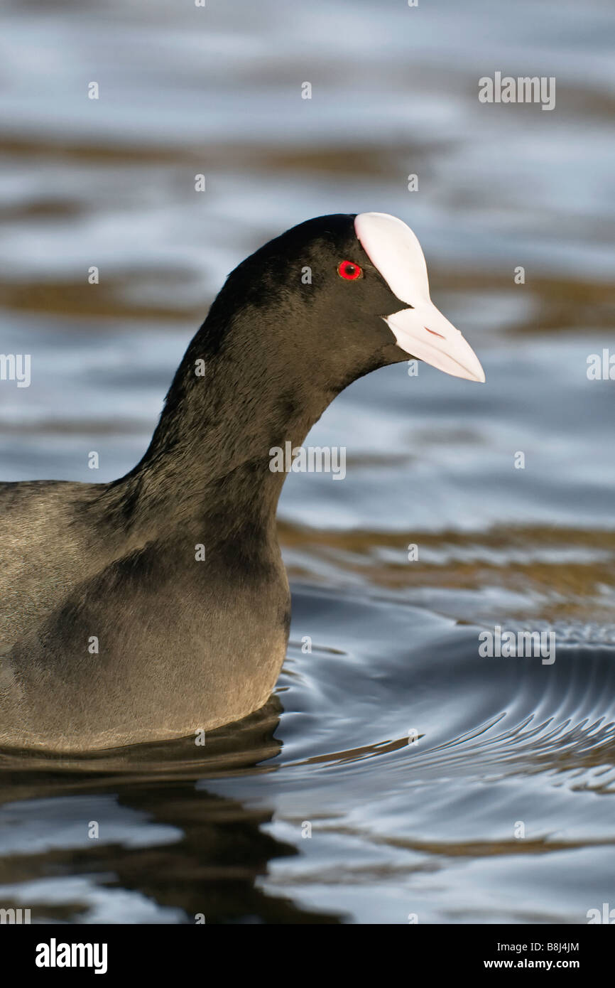 Coot head hi-res stock photography and images - Alamy
