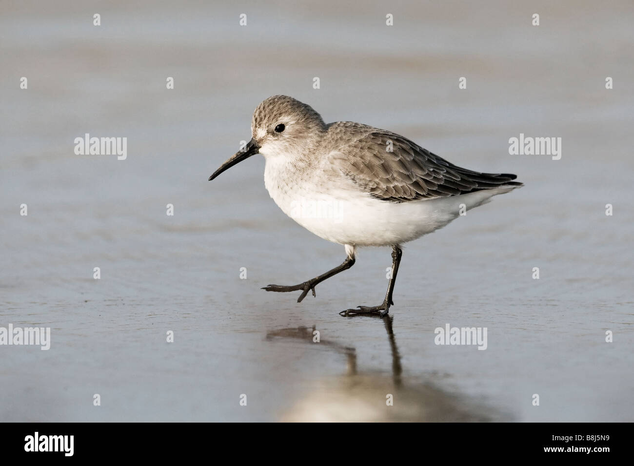 An adult winter plumage Dunlin walking across an icy pool Stock Photo ...