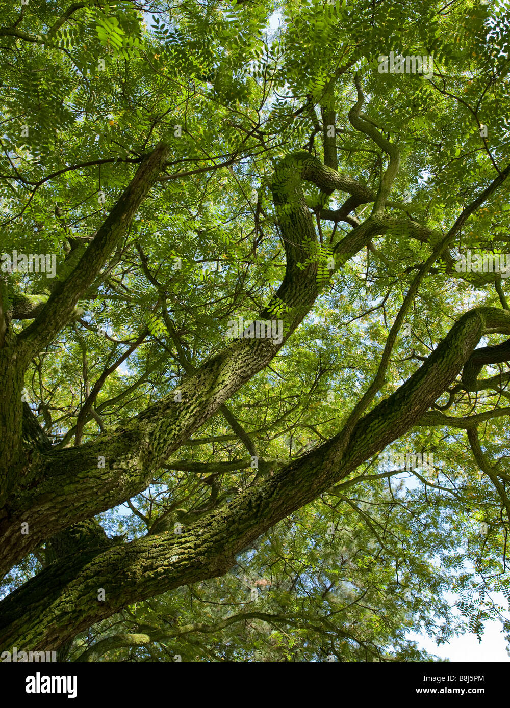 Dappled sunlight through green leafy tree Stock Photo - Alamy