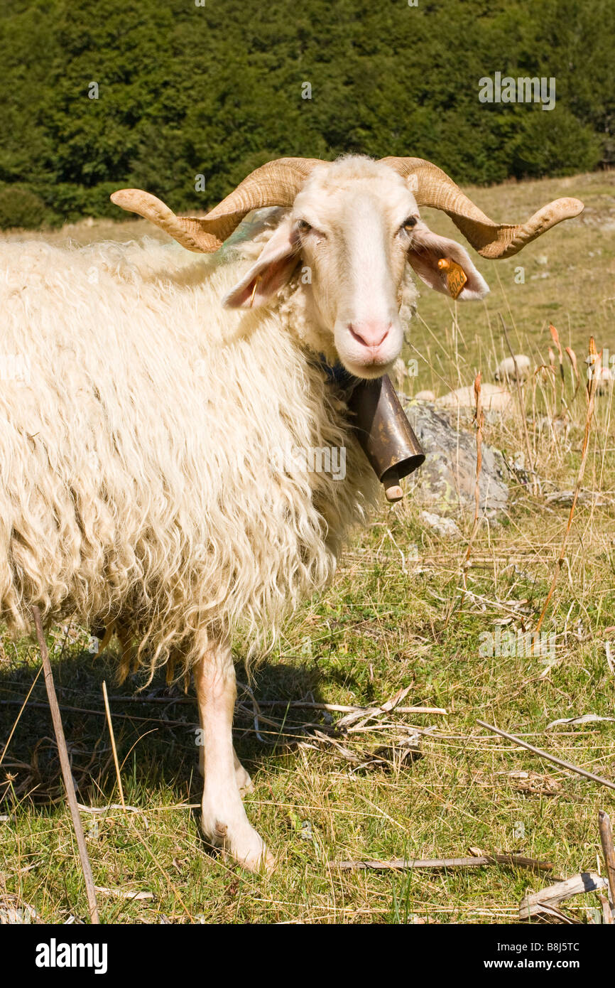 Bell sheep hi-res stock photography and images - Alamy