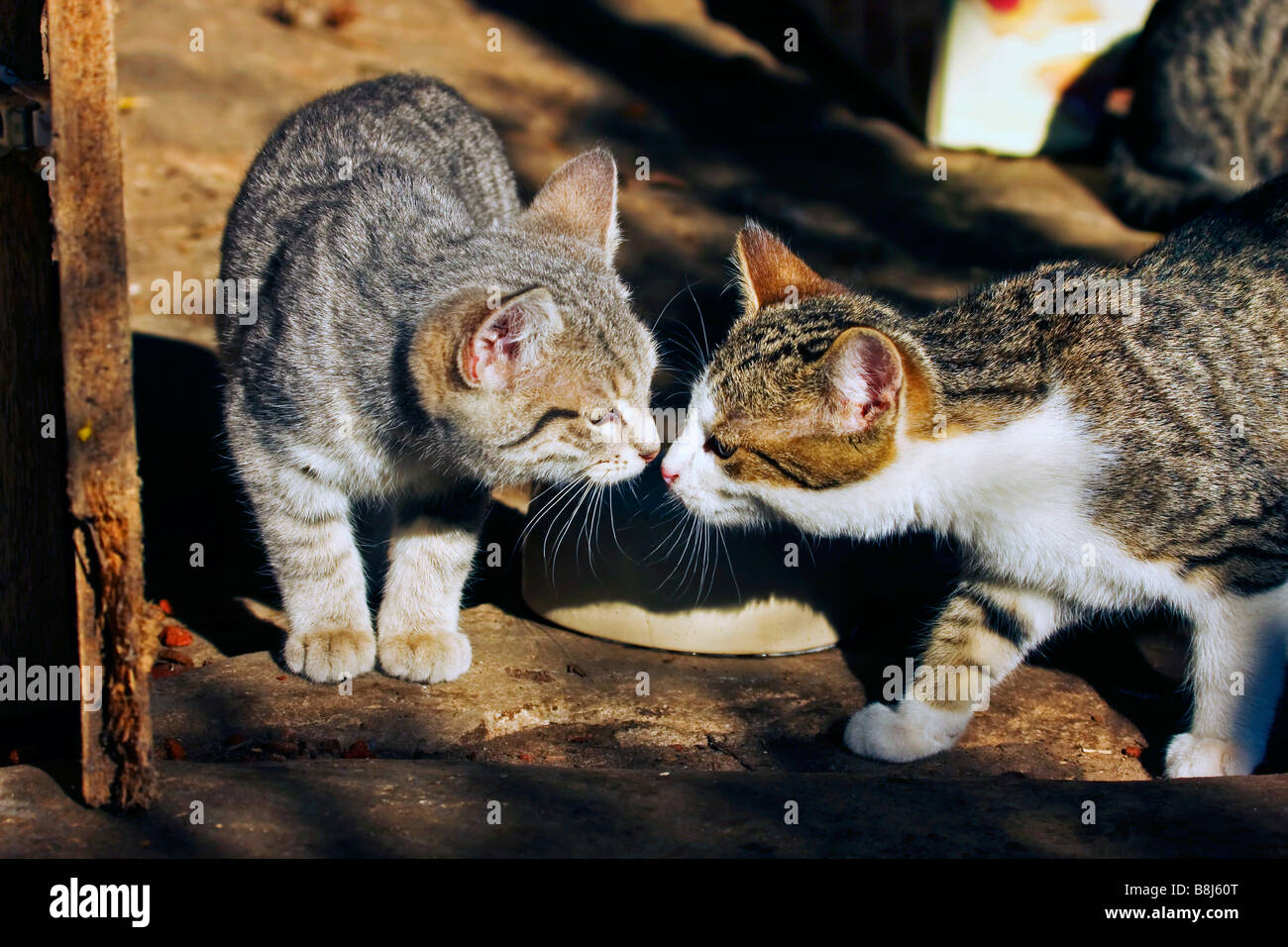 Cat smelling noses hi-res stock photography and images - Alamy