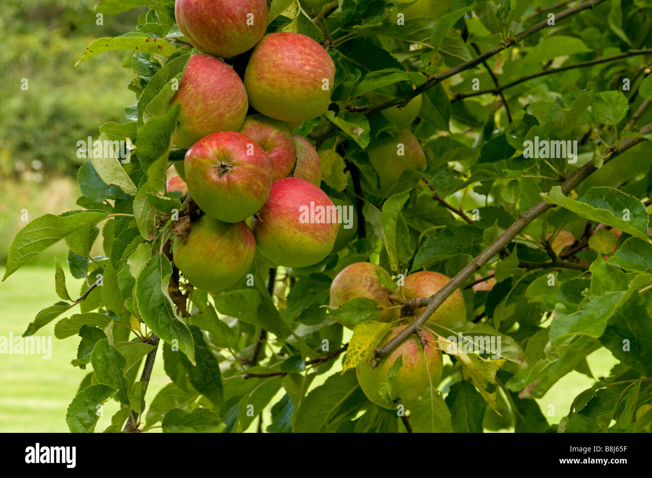 Cluster of apples growing on the tree in a large orchard Stock Photo ...