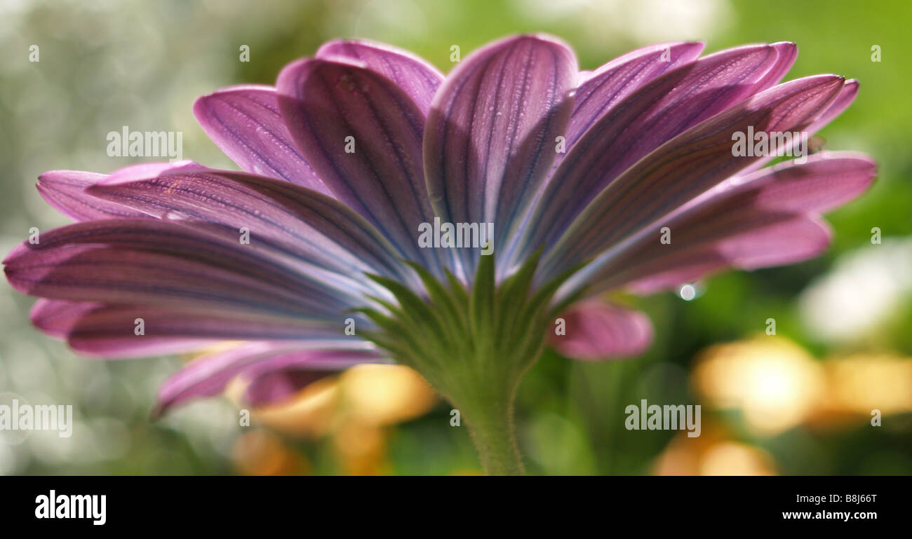 Parts of a flower head hi-res stock photography and images - Alamy