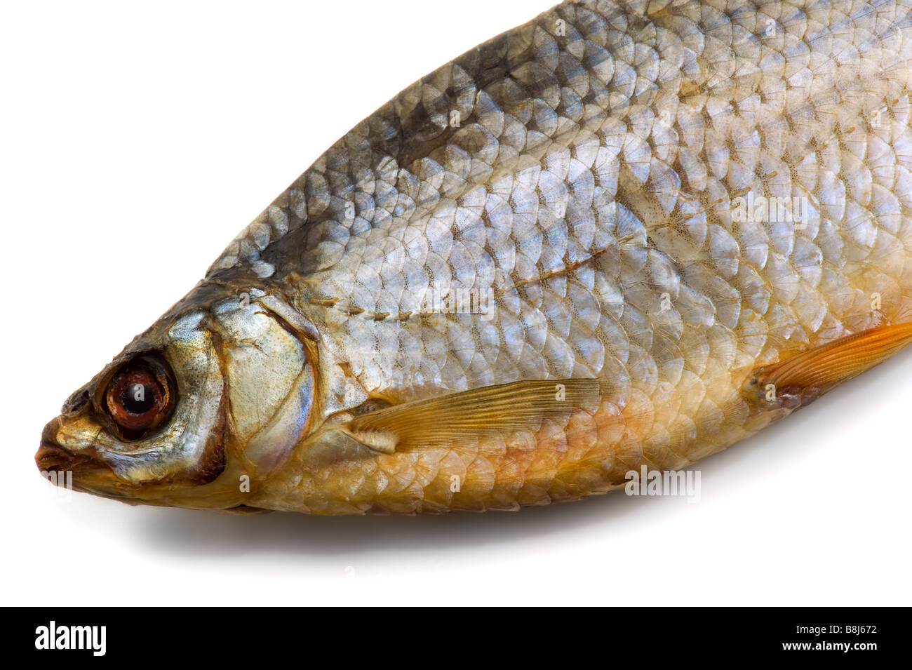 One dried fish on white background Stock Photo - Alamy