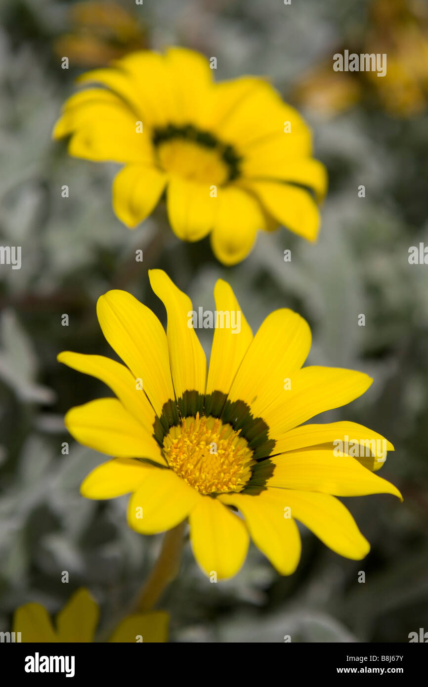 Yellow flowers flourish in the sunshine of the Mediterranean island of ...