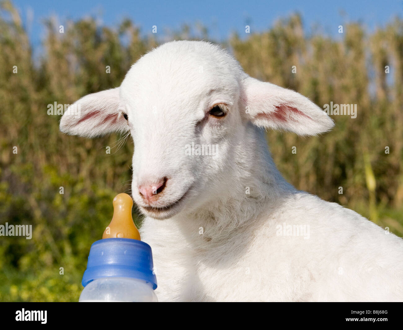 Sheep drinking hi-res stock photography and images - Alamy