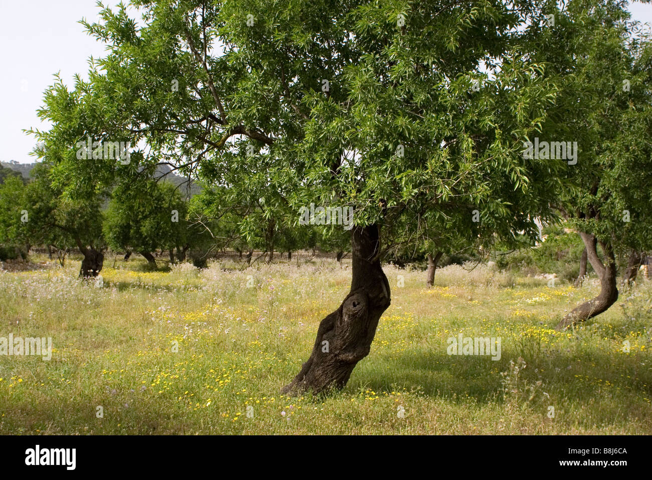 A lemon grove on the mediterranean island of Mallorca. This grove is ...