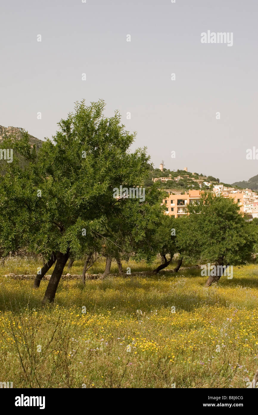 Mallorcan grove hi-res stock photography and images - Alamy